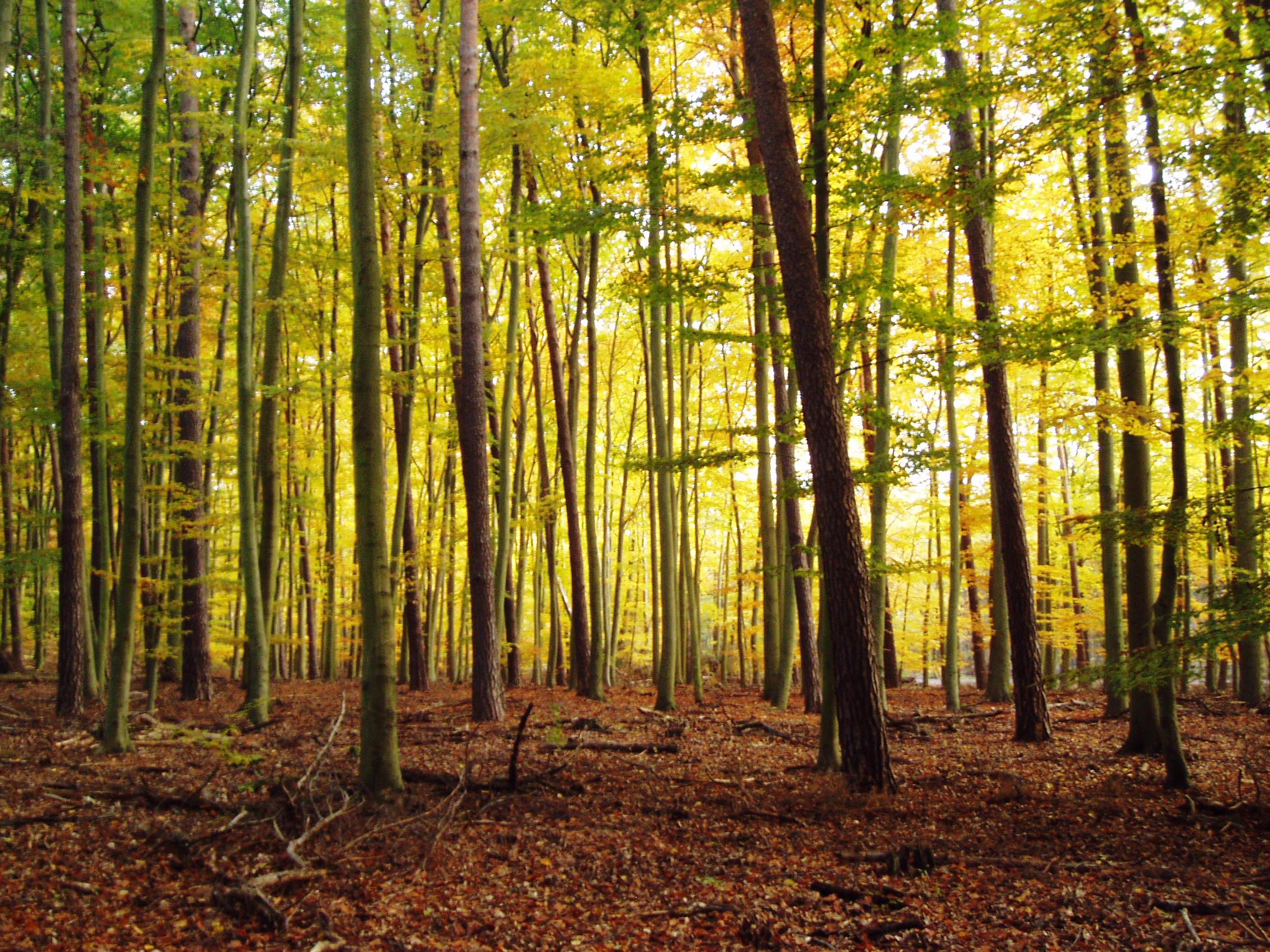 Update on Greenhouse Gas Protocol Carbon Removals and Land Sector Initiative | GHG Protocol